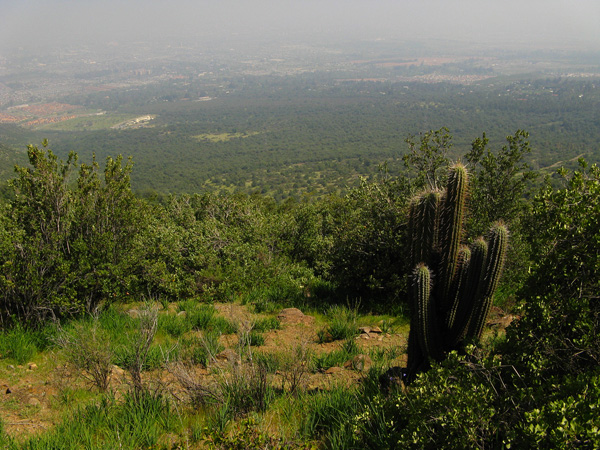 En La Florida peligra bosque nativo El Panul
