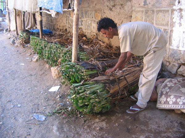Rumiando la prohibición del khat