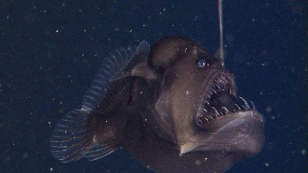 El misterioso 'diablo del mar' es captado en vídeo por primera vez