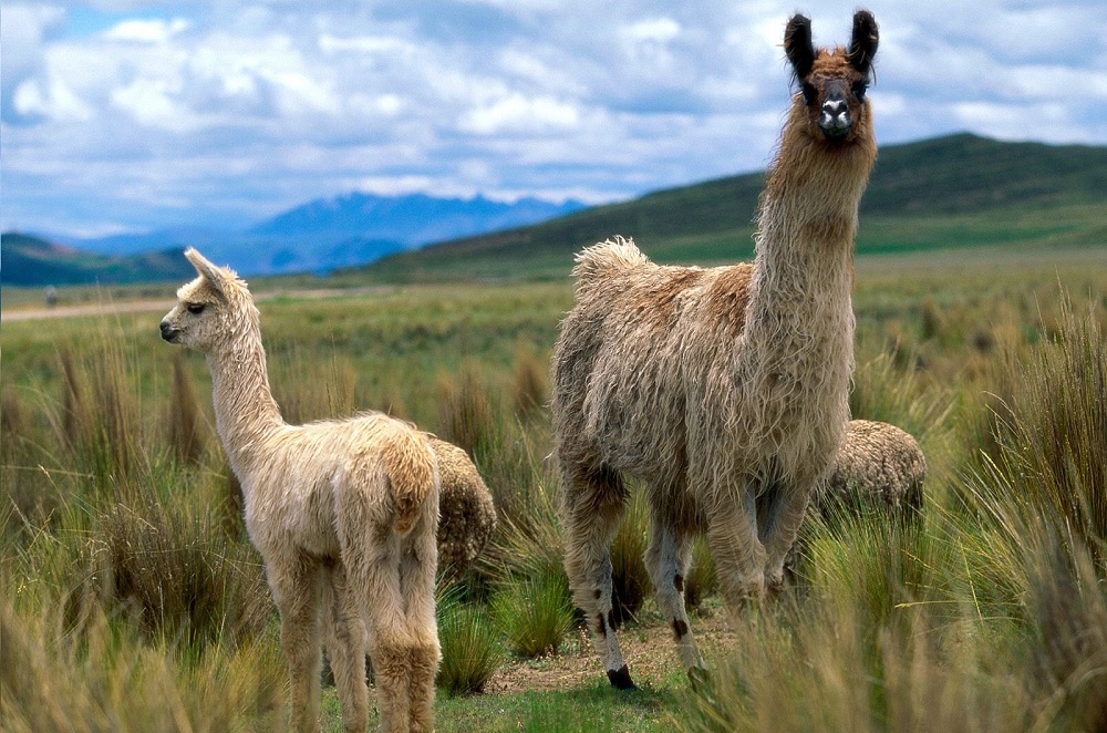 Las llamas permiten un nuevo avance en la lucha contra el VIH