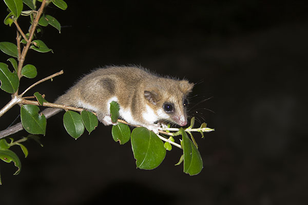 7 animales increíbles y endémicos de nuestro país