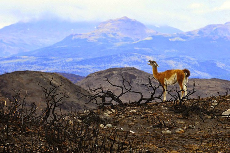 Debate Over Restrictions on Israeli Citizens' Entry to Chile Heats Up ...