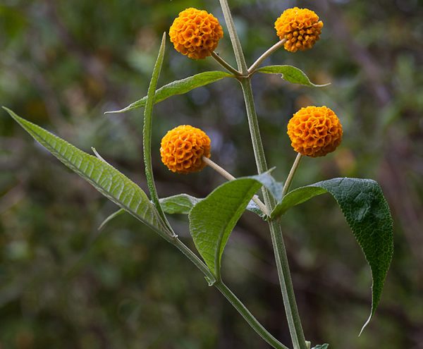 9 plantas usadas por la medicina mapuche