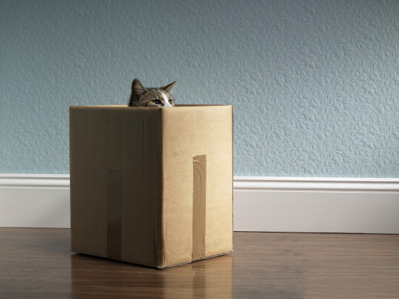 El Ciudadano ¿por Qué Los Gatos Adoran Las Cajas De Cartón