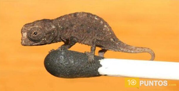 Las 10 cosas más pequeñas del mundo