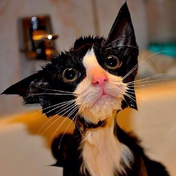 Fotos de gatos mojados por sus dueños que te harán morir de risa