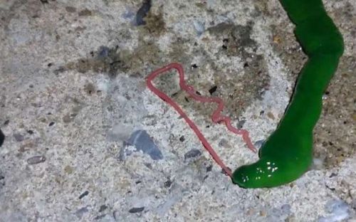 Atrapan a un rarísimo "alien" en Taiwán