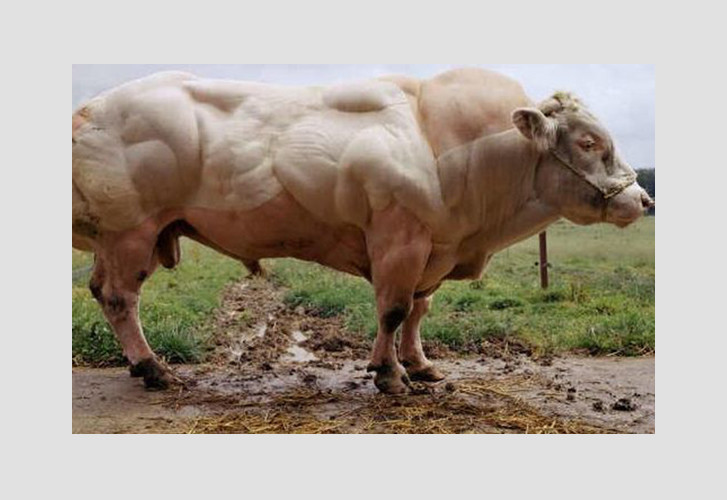 Animales transgénicos modificados para beneficio del hombre