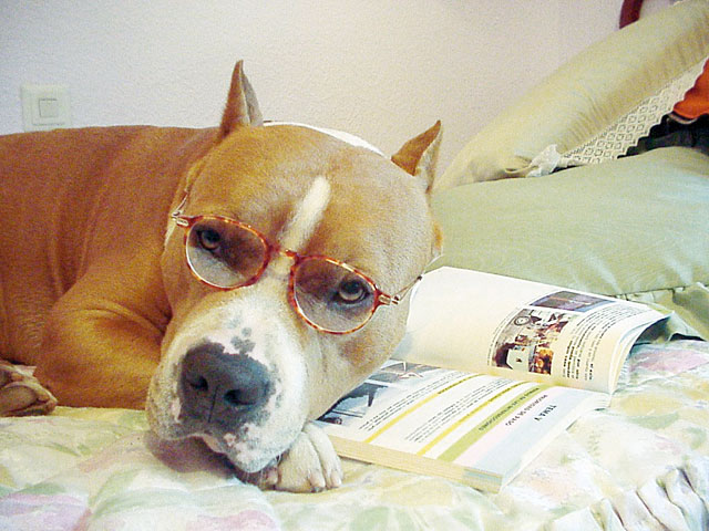 Sigue este TEST para saber qué tan inteligente es tu perro ¡El mío es ...