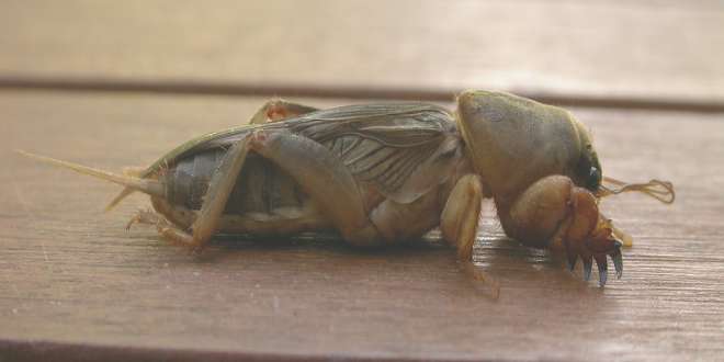 8 insectos tan raros como alucinantes