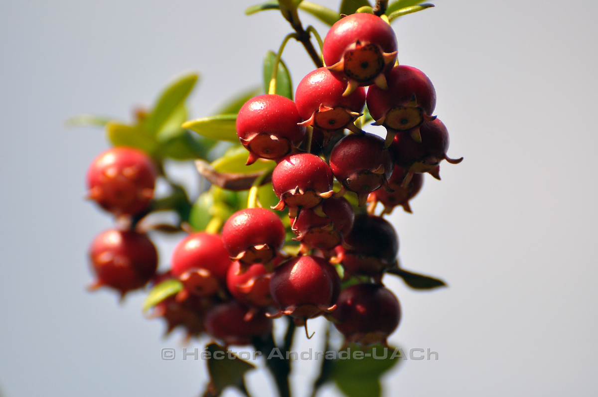 Descubre estos alimentos que solo la gente de provincia conoce