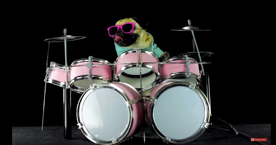 Perrito baterista toca una canción de Metallica y se convierte en viral