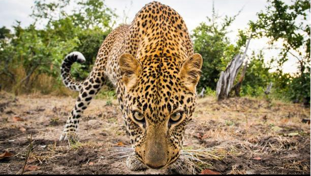 ¿Sabes cómo un fotógrafo de fauna salvaje consigue estas imágenes?