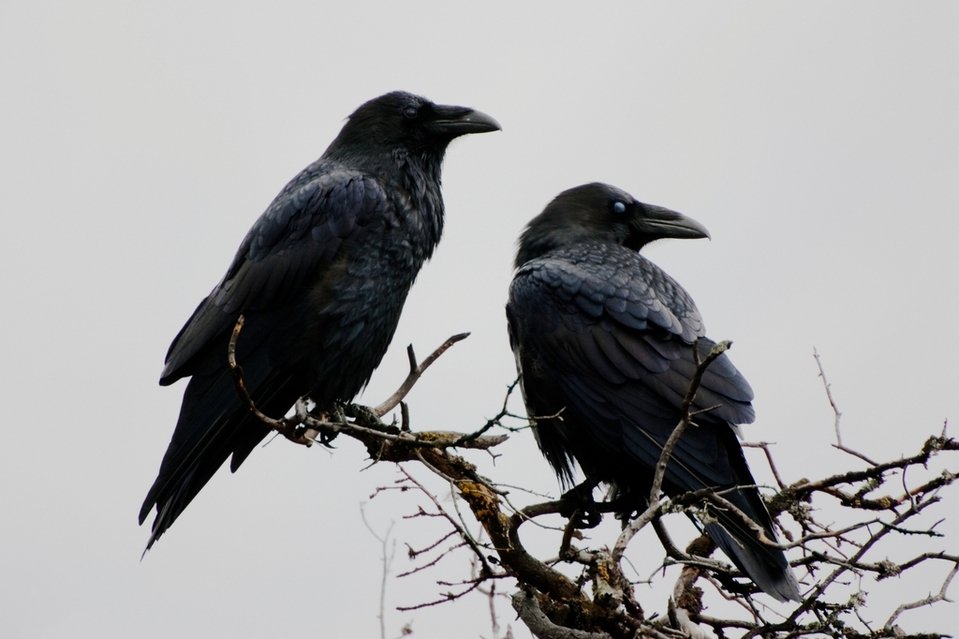 Dos especies de cuervos norteamericanos que se diferenciaron hace más ...