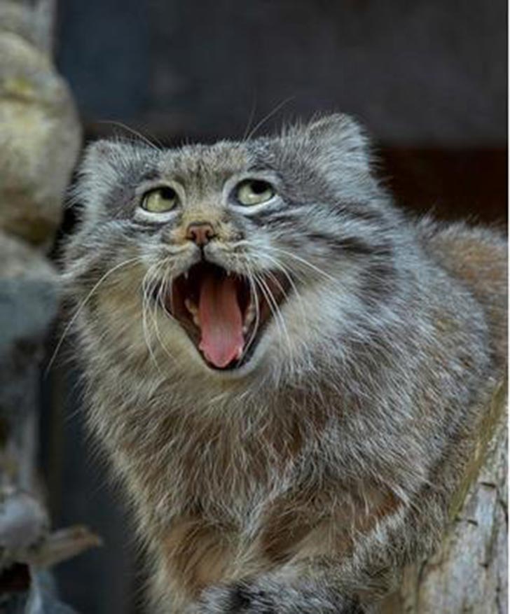 15 chistosas expresiones de gato que delatan perfectamente lo que están ...