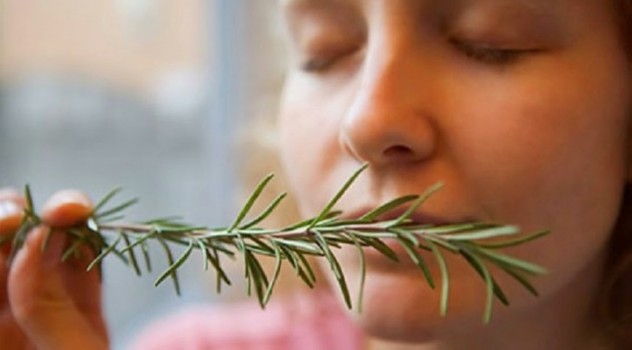 El olor a esta planta aumenta la memoria hasta un 75%