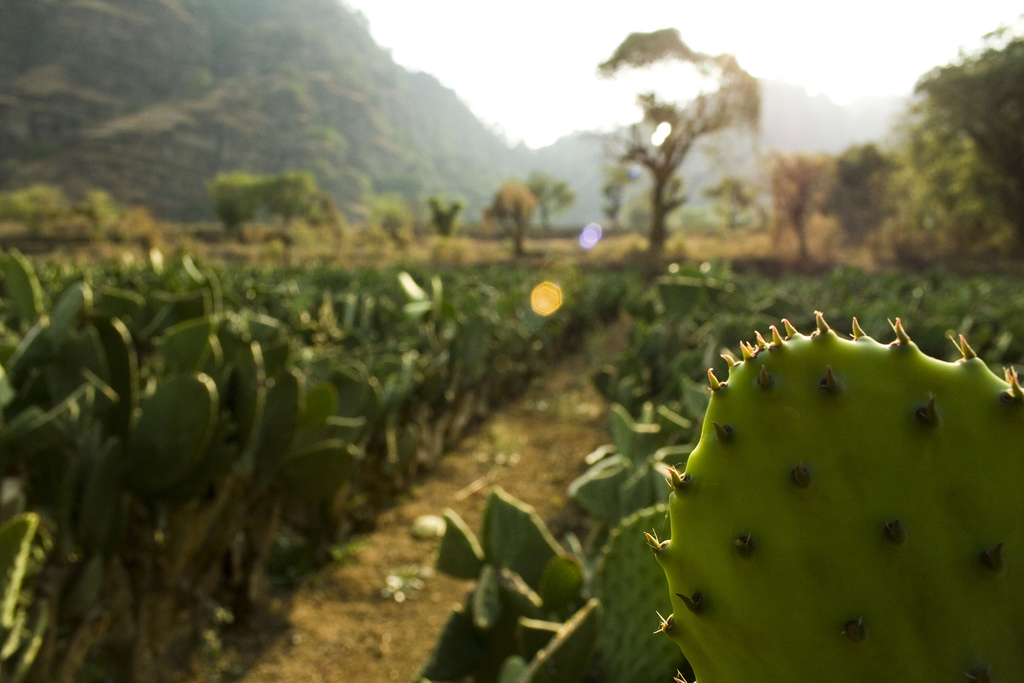 Inauguran la primera planta de nopal en el mundo