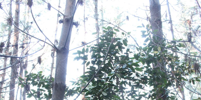 Descubren especie de árbol nativo chileno que está en extinción