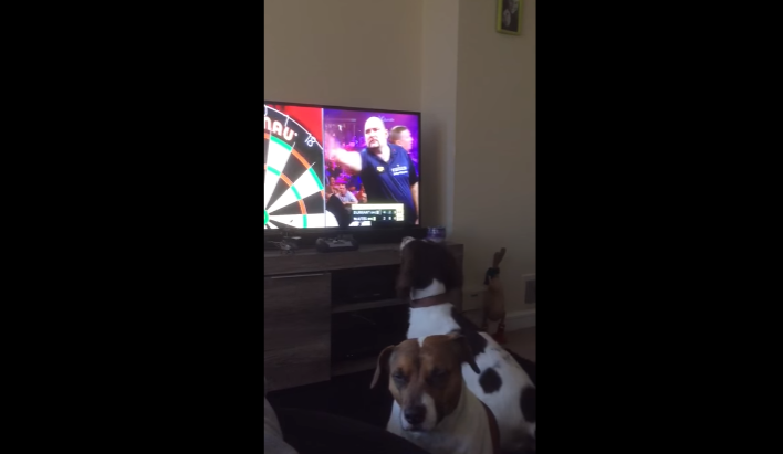 Este perrito cree que el humano de la tele está jugando con él