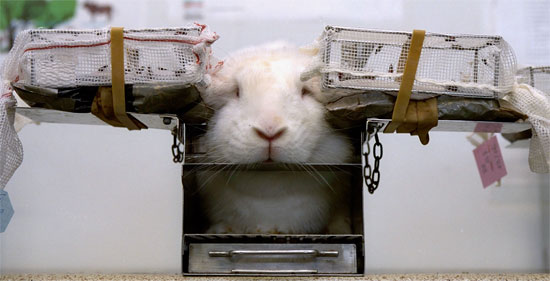 pruebas en animales archivos - El Ciudadano