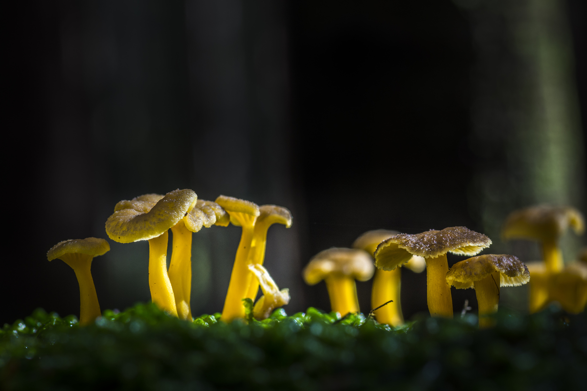 Colores y texturas: 10 imágenes que muestran el bello mundo de los hongos