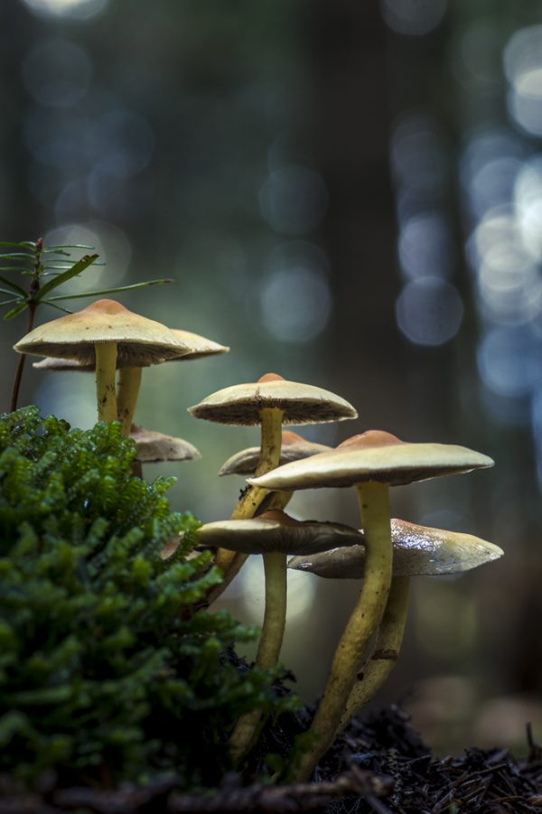 Colores y texturas: 10 imágenes que muestran el bello mundo de los hongos