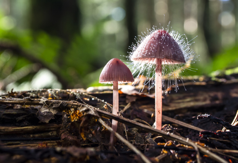 Colores y texturas: 10 imágenes que muestran el bello mundo de los hongos