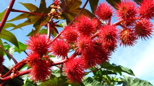 Cuidado: Cinco plantas tóxicas de las cuales es mejor mantenerse lejos