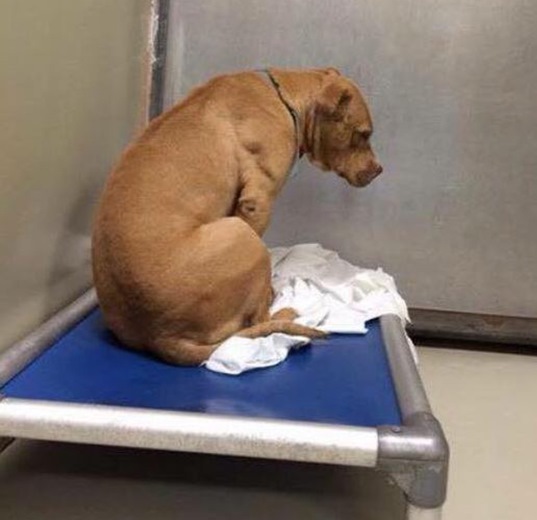 Depresión: Perrito pasa sus días mirando a la pared después de una ...