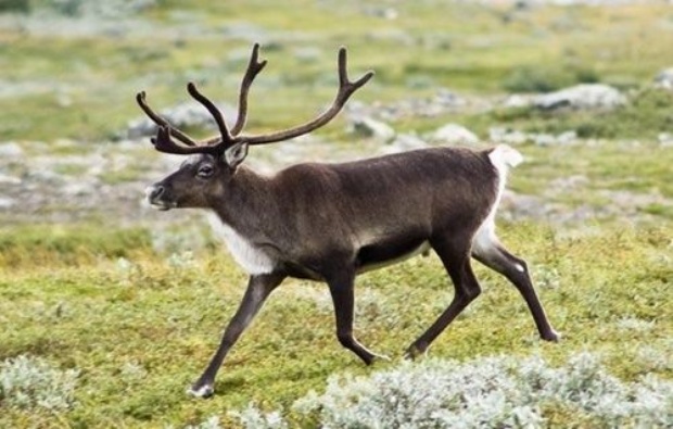 (FOTOS) Cae un rayo y mata a más de 300 renos