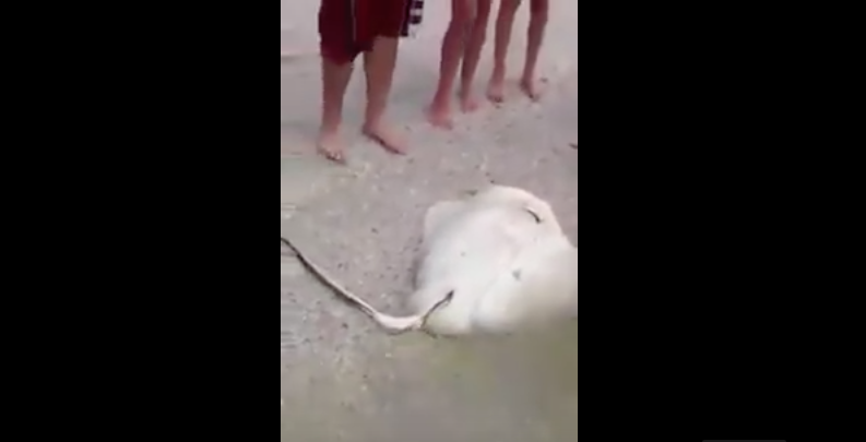 Sorprendente nacimiento de bebé mantarraya alborota las redes (VIDEO)