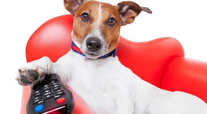 Perros: ¿Qué es lo que prefieren ver cuando miran televisión?