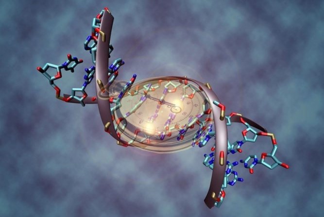 Un "reloj" genético marca el ritmo del envejecimiento, independiente ...