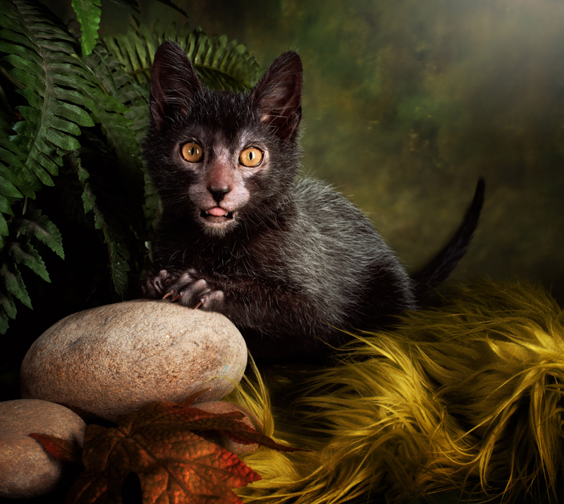 Conoce a los Lykoi: los gatos-lobo