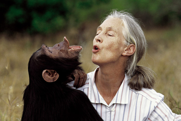 Separación entre humanos y simios sucedió hace 7,2 millones de años en ...