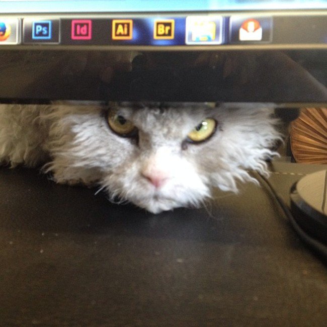 Albert, el gato más tenebroso y malhumorado de todo Instagram