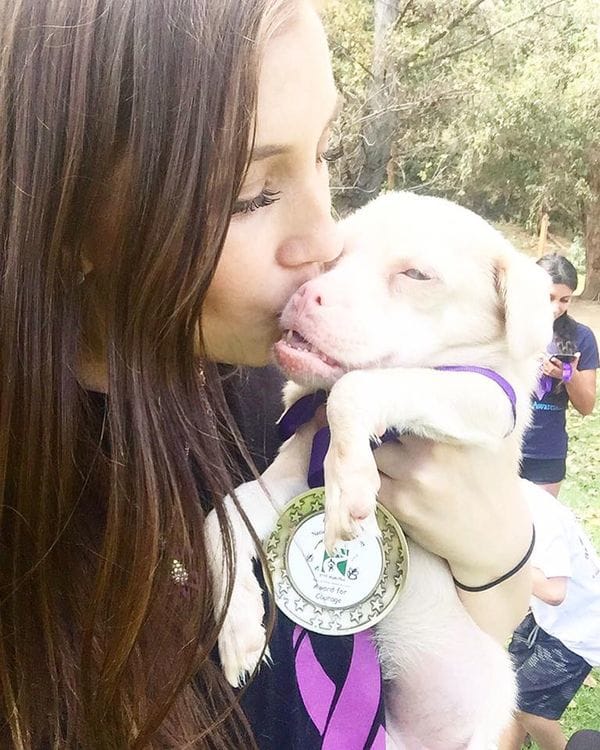 Tucker, el “perro murciélago” que es furor en las redes sociales