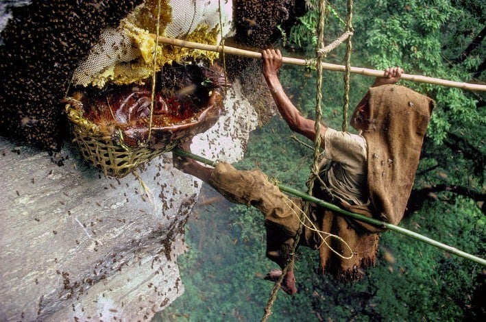 Cómo los Kulung arriesgan sus vidas por obtener un 'manjar de los ...