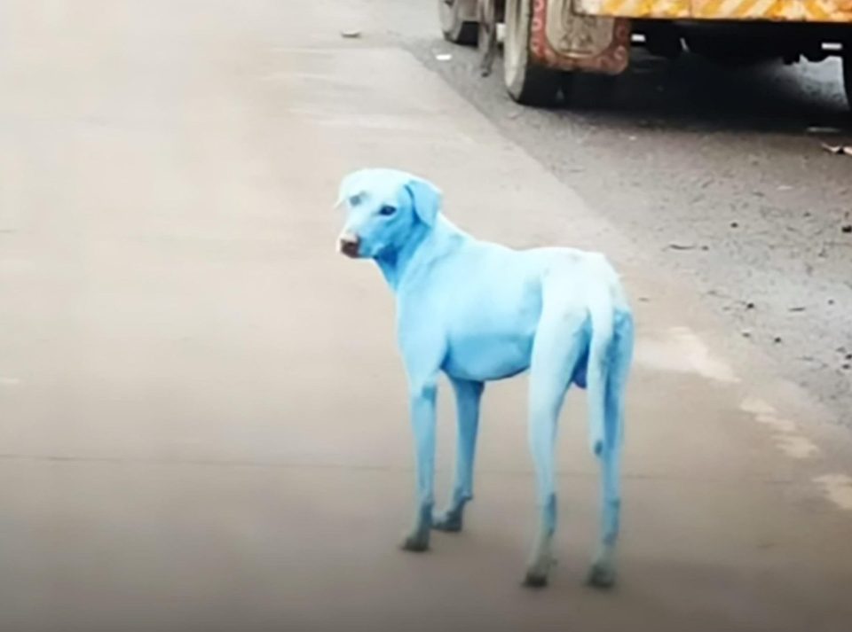 Misteriosos perros azules deambulan por toda la ciudad en India. Esta ...
