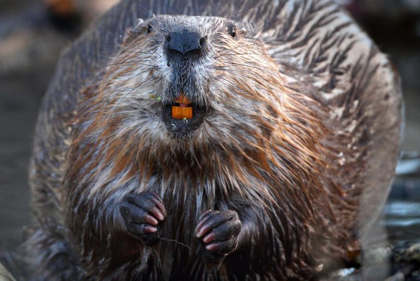 Llevas años comiendo glándulas anales de CASTOR sin saberlo, entre ...