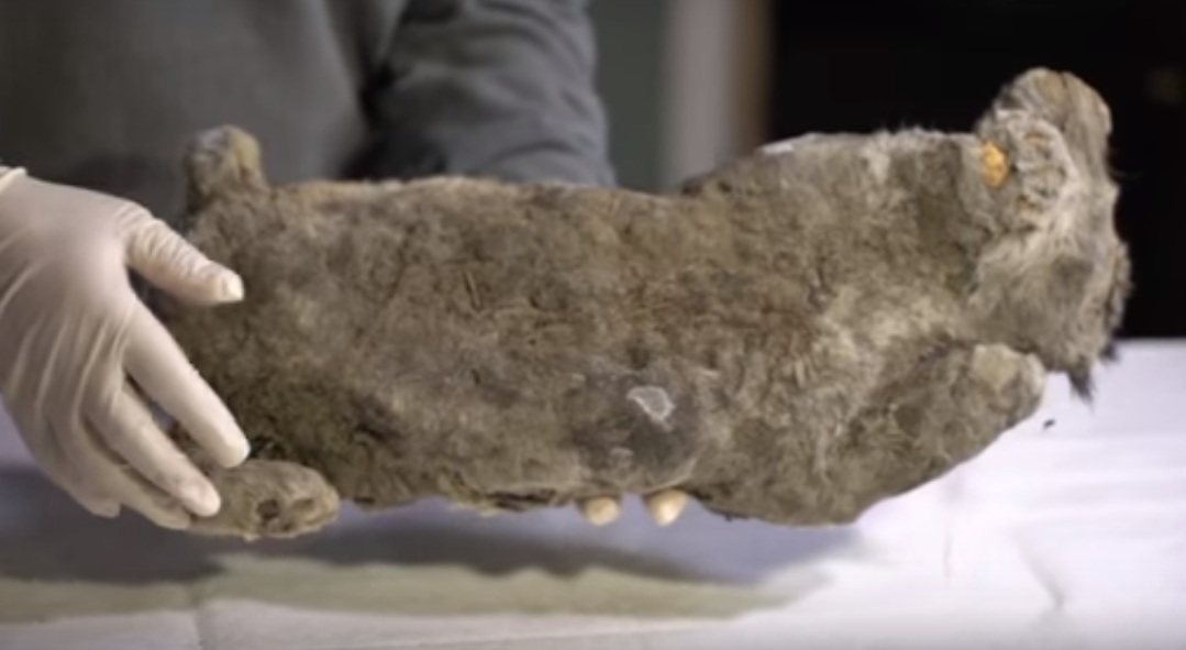 Encuentran el cuerpo perfectamente conservado de un león extinto hace ...