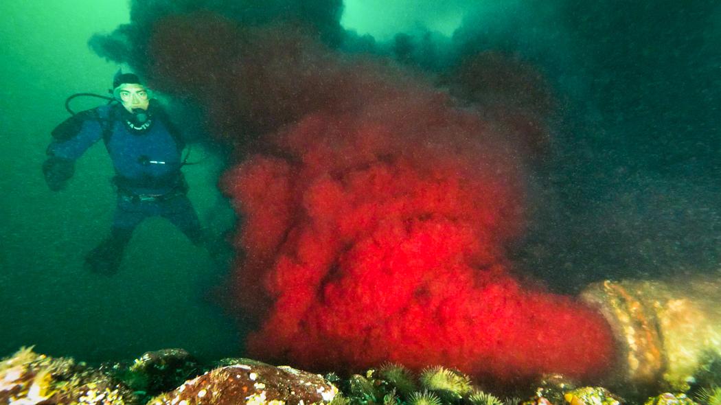 "Un mar de sangre infectada": empresa salmonera vierte sangrientos ...