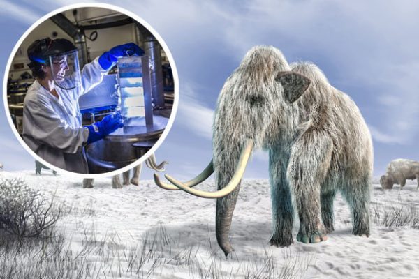 Plan de clonación al estilo 'Jurassic Park' para revivir el Mamut ...