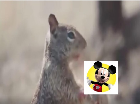 Clip | Desconcertante video de ardilla comiéndose una rata está ...