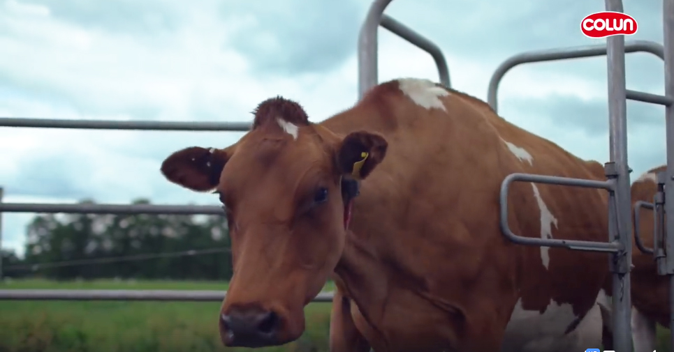 ¿Vacas felices?: ONG Animal libre acusa "lavado de imagen" en campaña ...