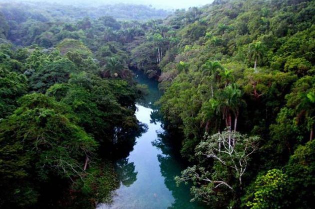 Cuba siembra más de 17 mil hectáreas de bosques por año