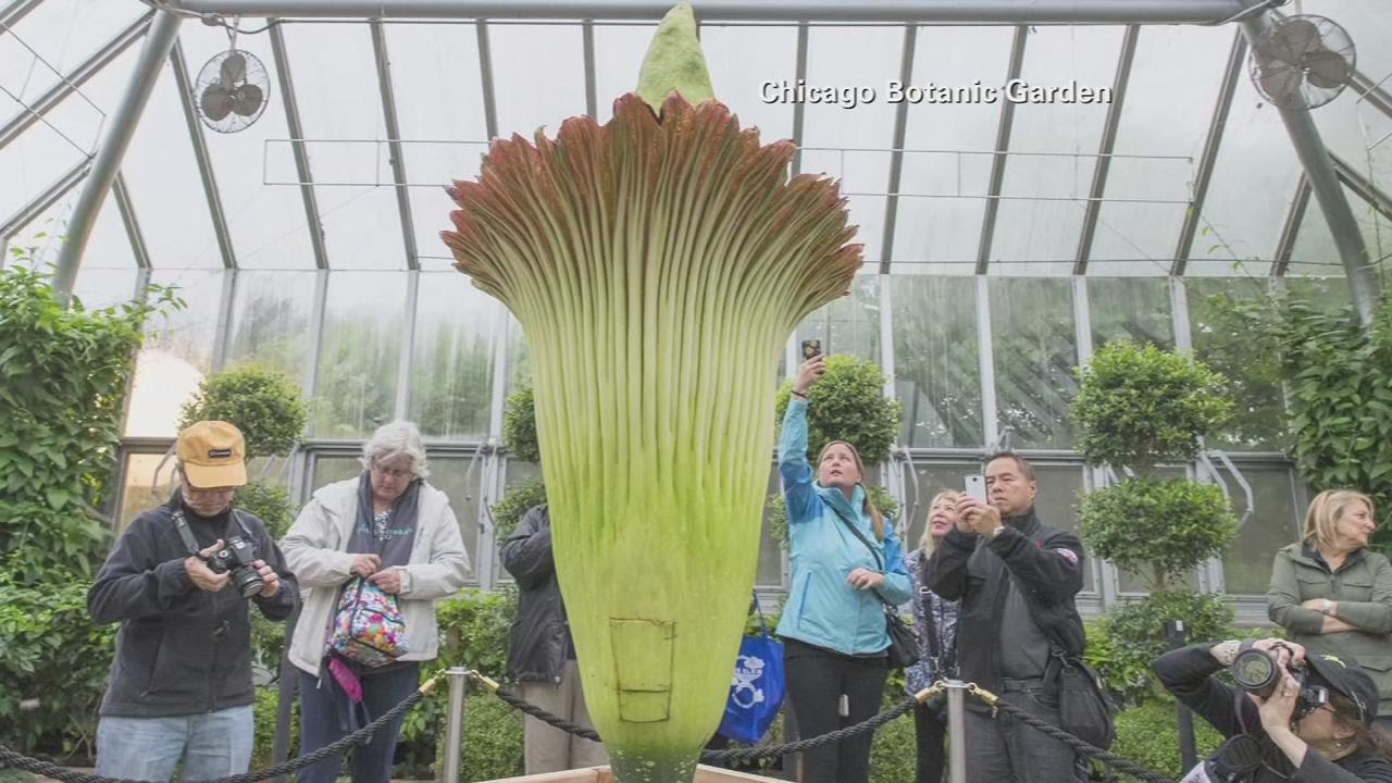 ¡Apestosa! Te imaginas regalar una flor y que su olor sea a carne podrida