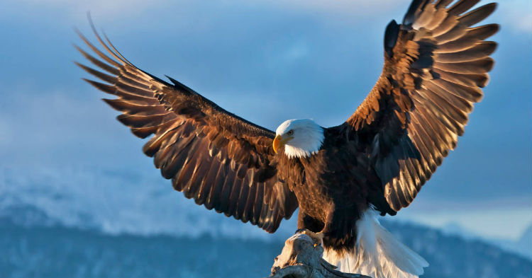 (+Video) Un águila se lanza sobre una niña y la retiene en el suelo