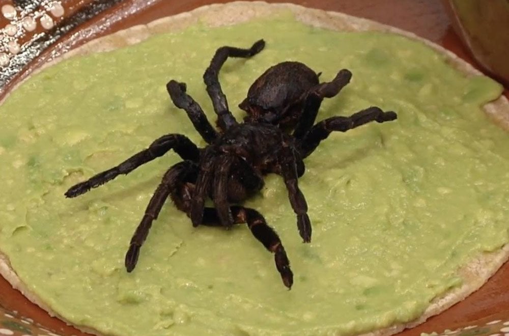 (Fotos) Restaurante mexicano ofrecía tacos de tarántulas en peligro de ...