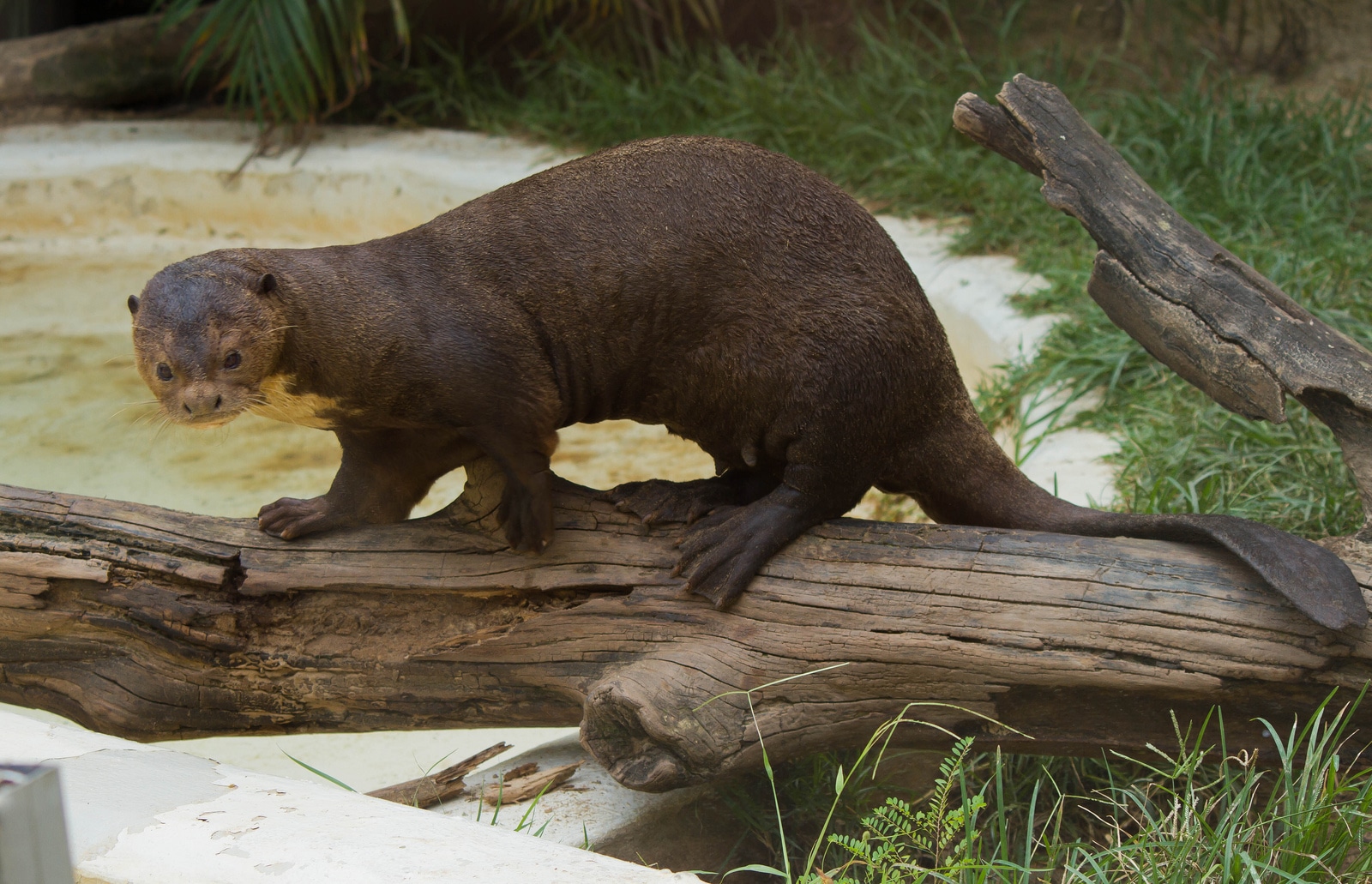 (Video) Viral: Familia de nutrias gigantes ataca a caimán hasta dejarlo ...